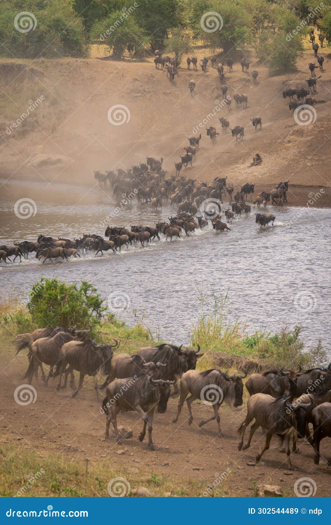 Blue Wildebeest Traverse River in Zigzag Line Stock Image - Image of ...