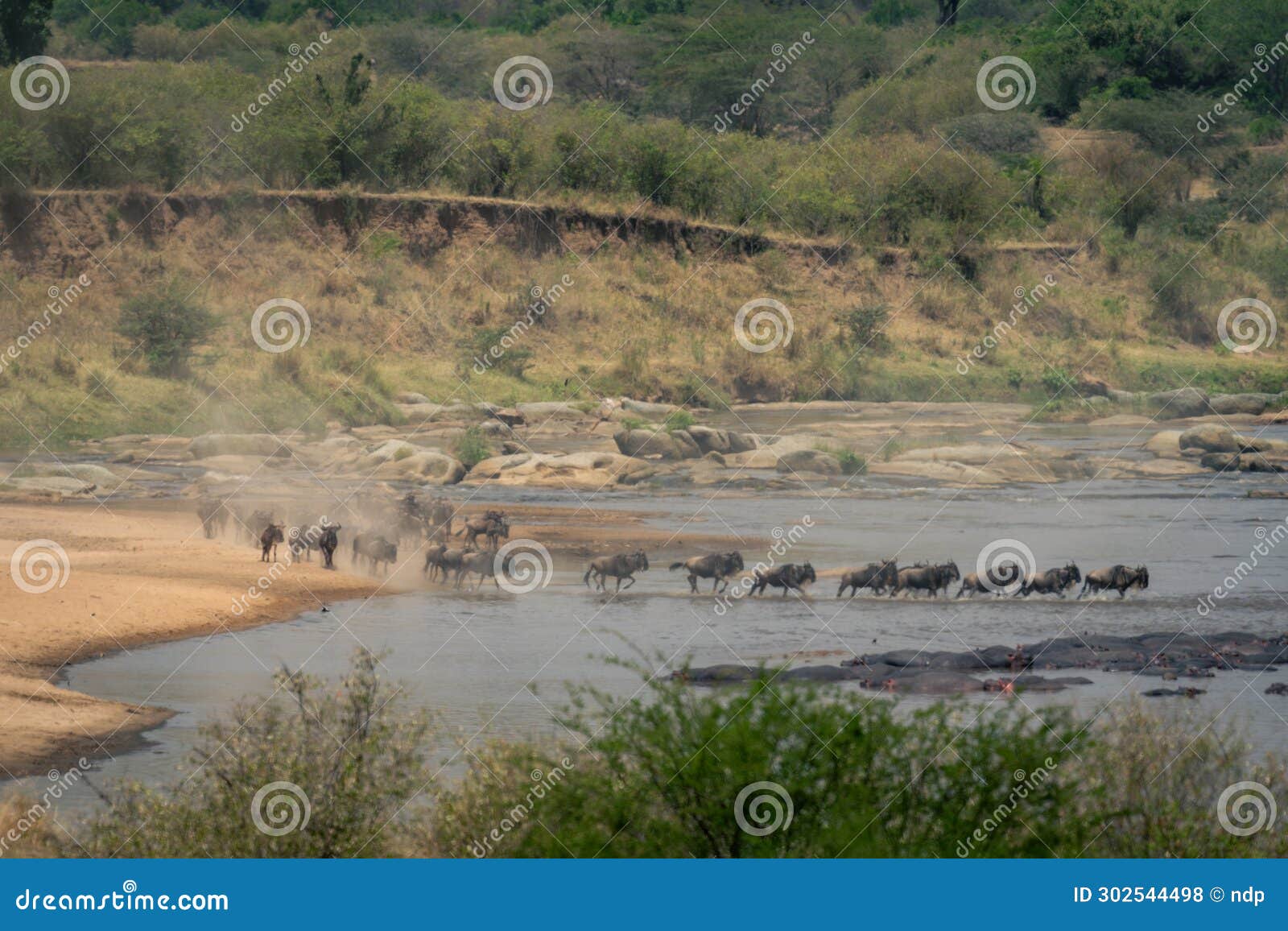 Blue Wildebeest Walk Across River in Dust Stock Photo - Image of plain ...