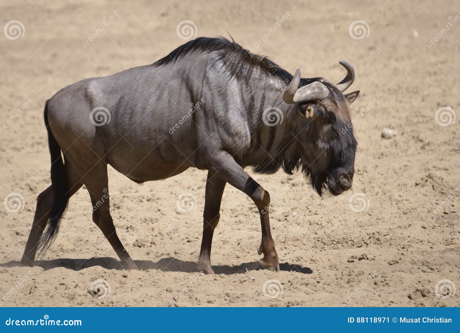 Blue wildebeest walking stock image. Image of animal - 88118971