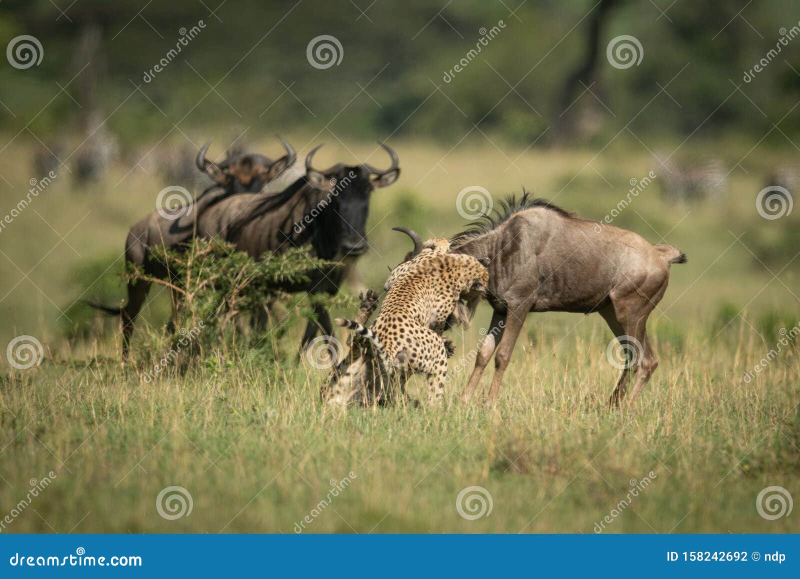 Blue Wildebeest Watch Two Cheetah Attack Another Stock Photo - Image of ...