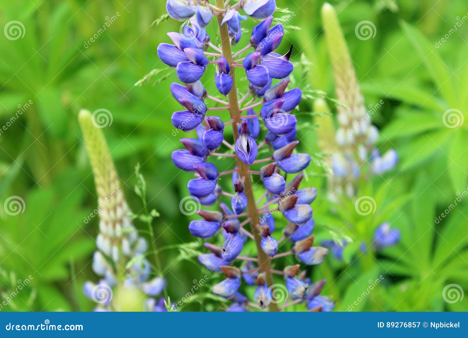 Blue Wildflower in Field stock image. Image of wildflower - 89276857