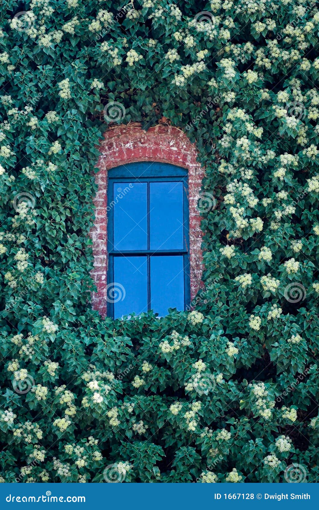 Blue Window in Ivy stock photo. Image of aged, picturesque - 1667128