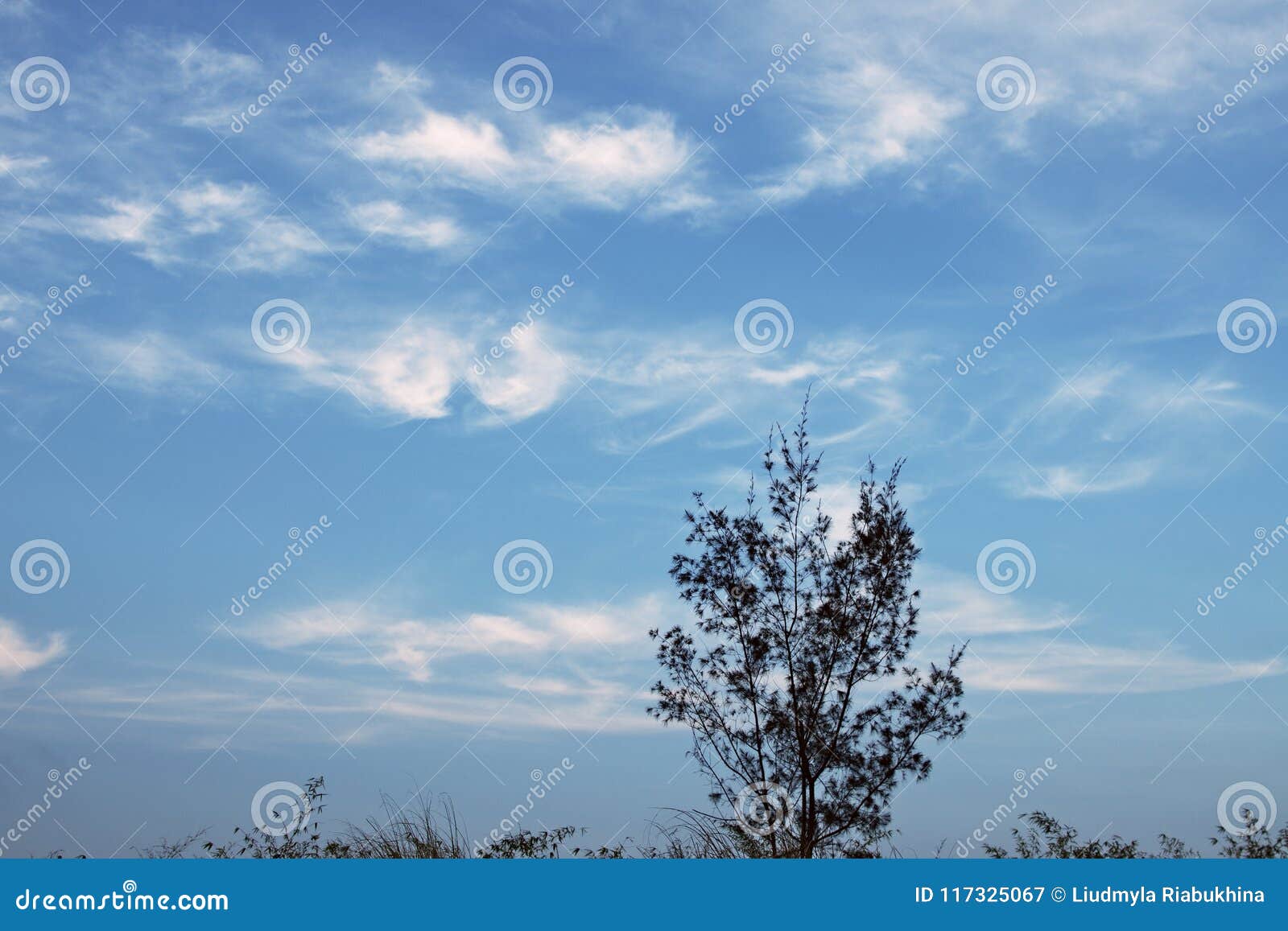 Blue Windy Sky And Tree Silhouette Royalty-Free Stock Photography ...