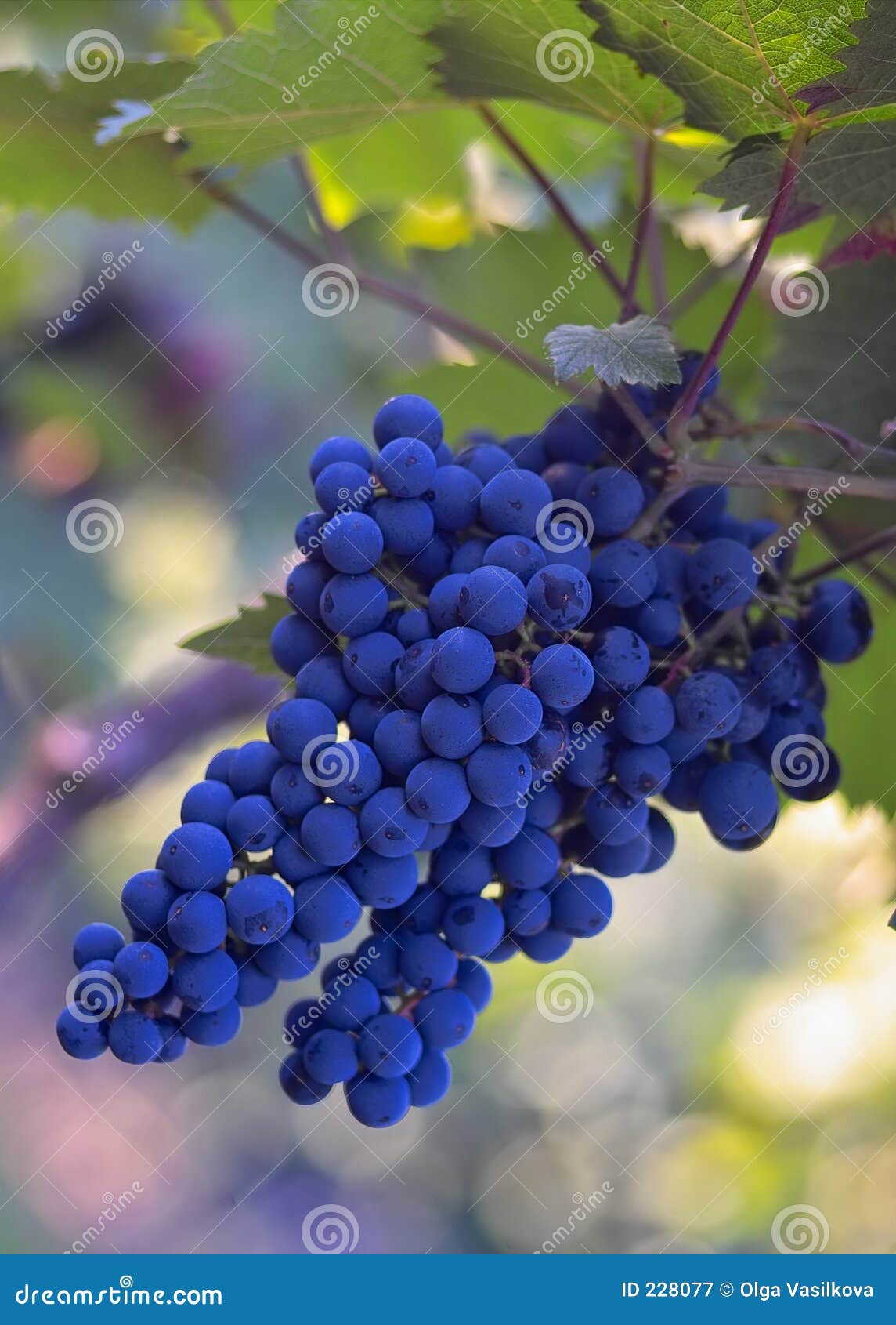 Blue wine grapes stock image. Image of amber, greenery - 228077