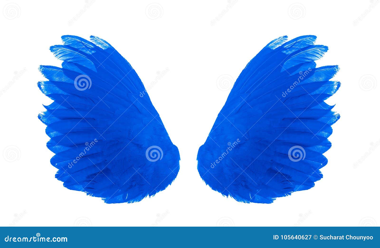 Blue Wing an Isolated on White Background Stock Image - Image of bird ...