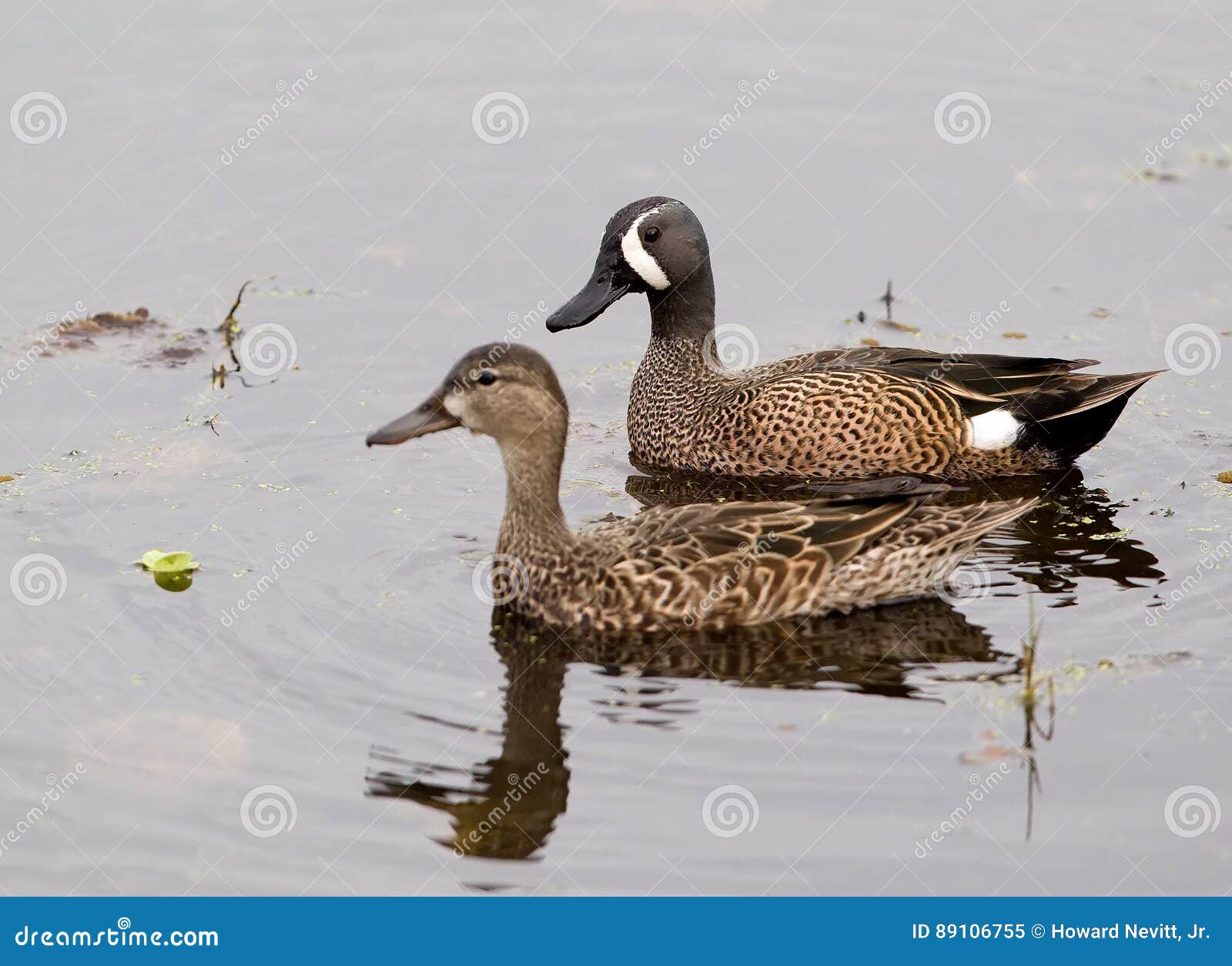 Blue wing teal pair stock image. Image of florida, wing - 89106755