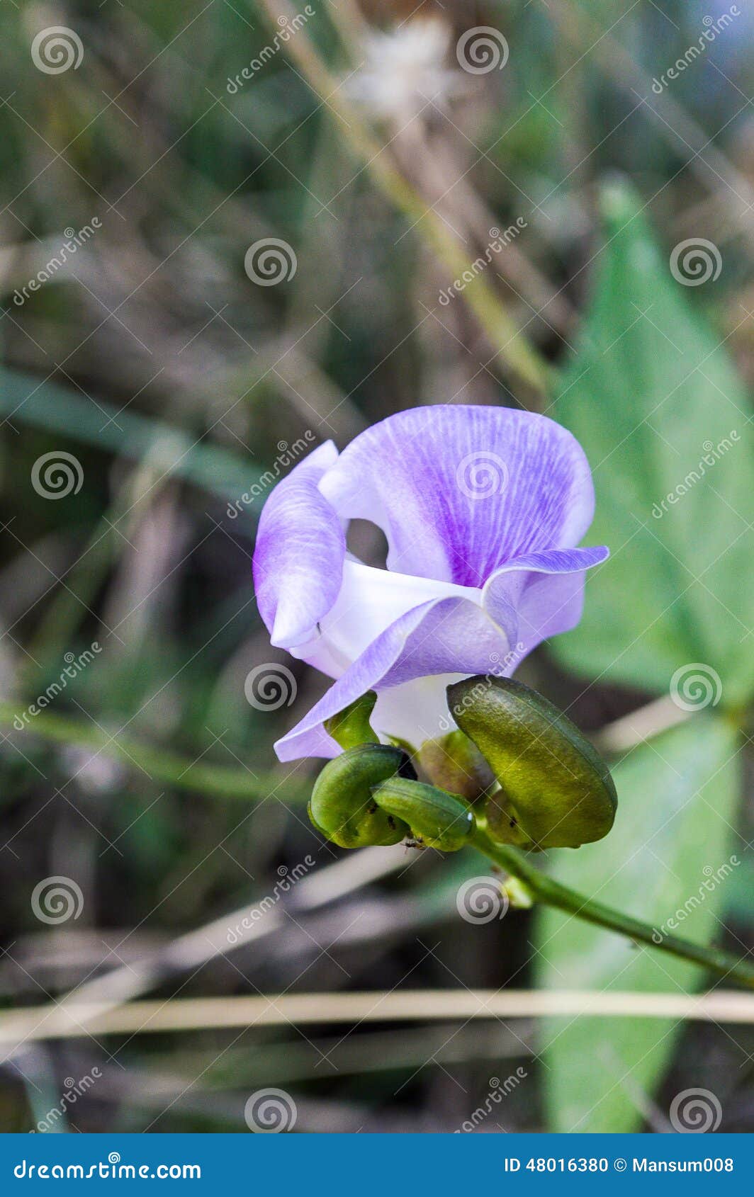Blue Winged bean flower stock photo. Image of winged - 48016380