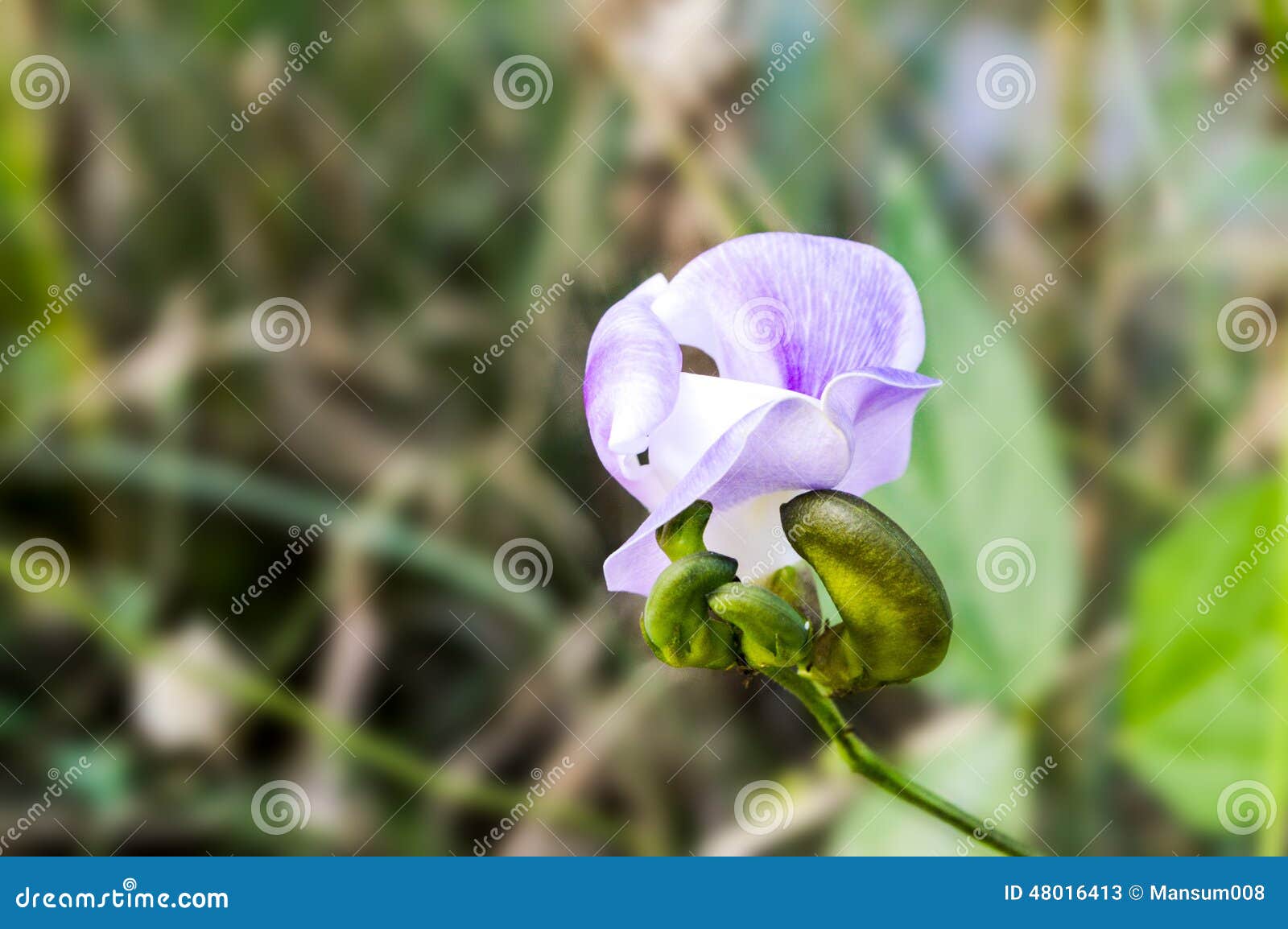 Blue Winged bean flower stock image. Image of spring - 48016413