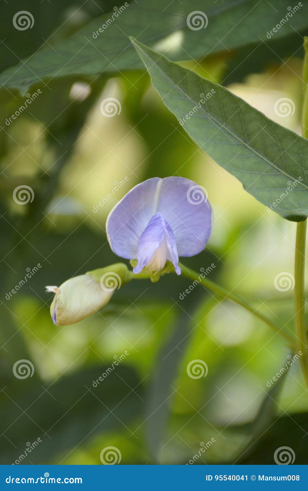 Blue Winged Bean Flower in Nature Garden Stock Image - Image of leaves ...