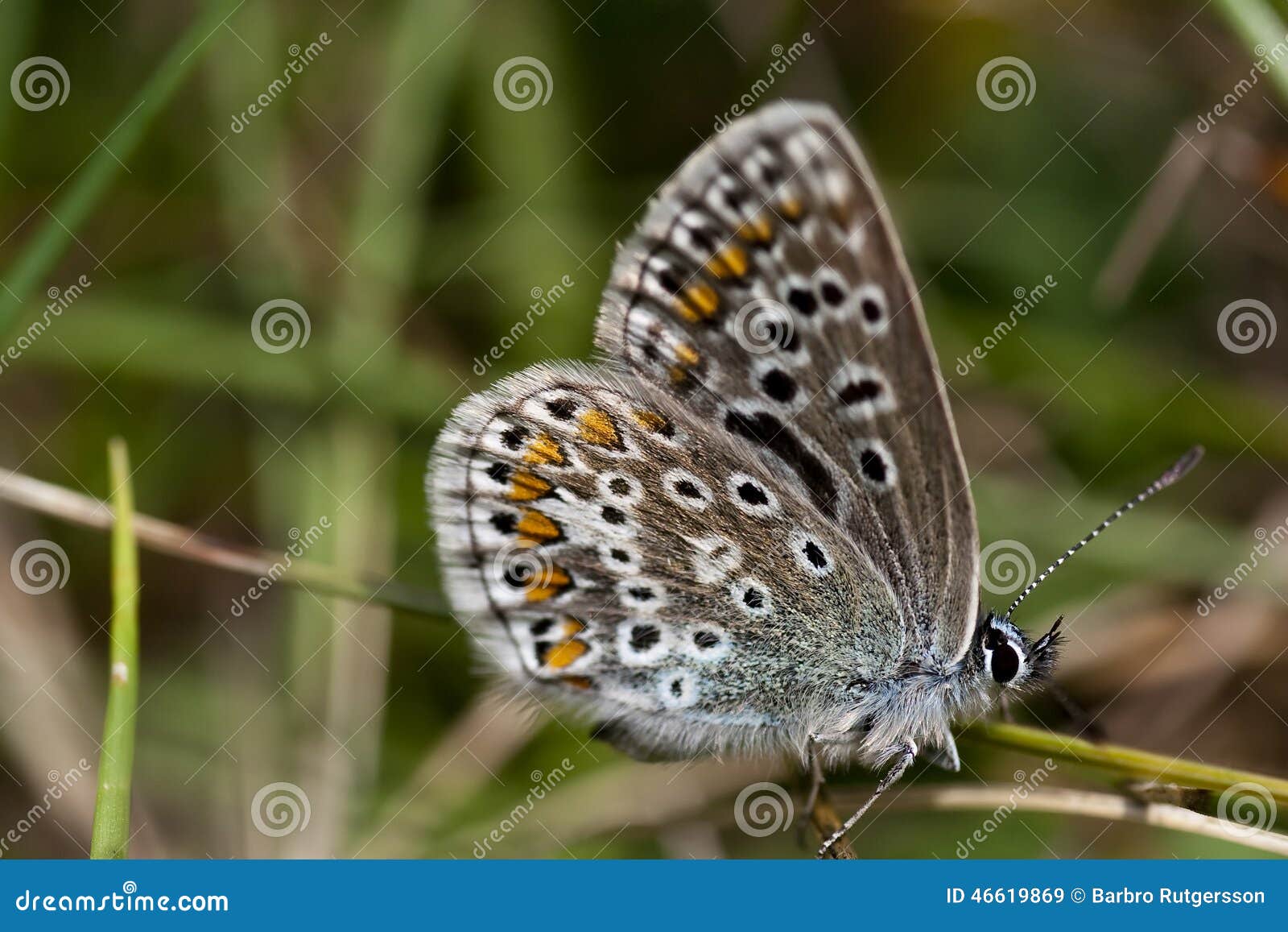 Blue winged butterfly stock image. Image of insect, nature - 46619869