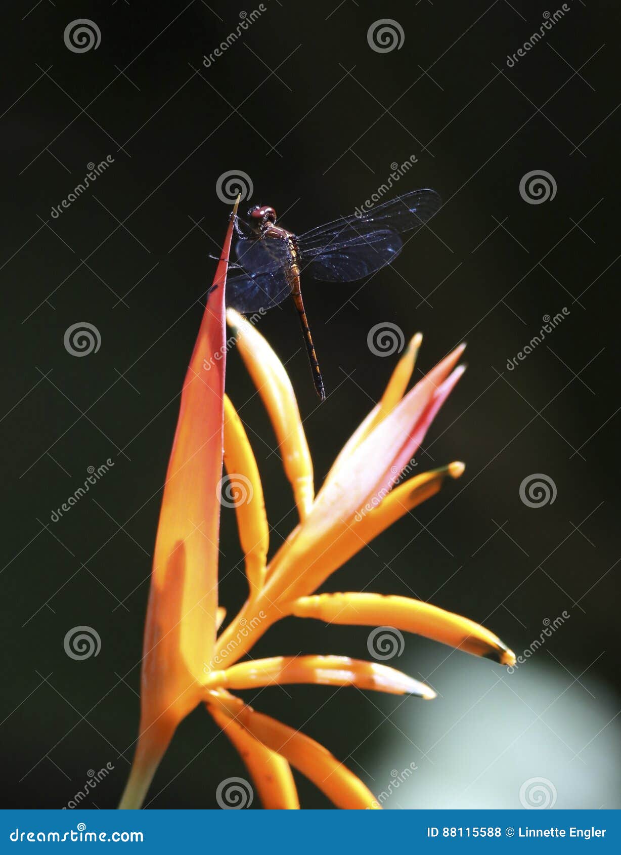 Blue-winged Dragonfly stock photo. Image of costa, butterfly - 88115588