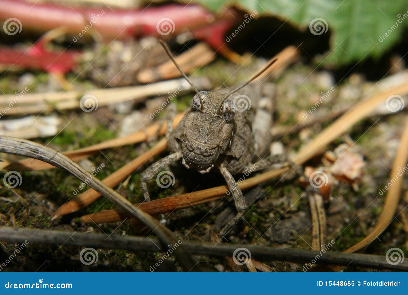 Blue-winged Grasshopper (Oedipoda Caerulescens) Stock Image - Image of ...