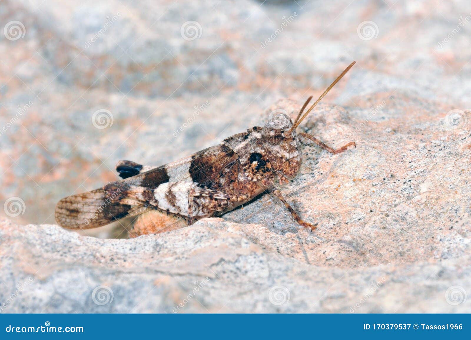 Blue-winged Grasshopper stock image. Image of color - 170379537