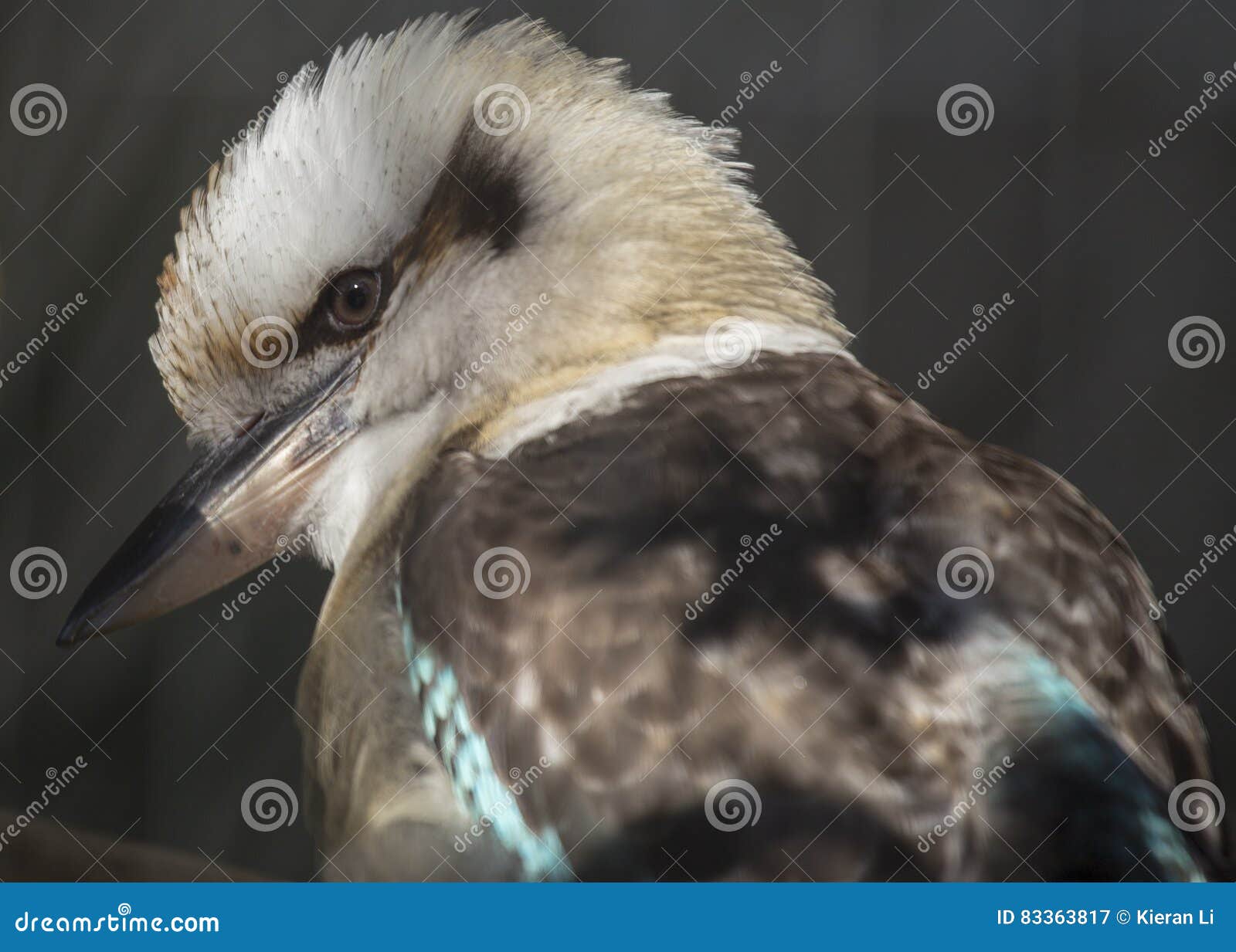 Blue-winged Kookaburra Dacelo Leachii Stock Image - Image of ...