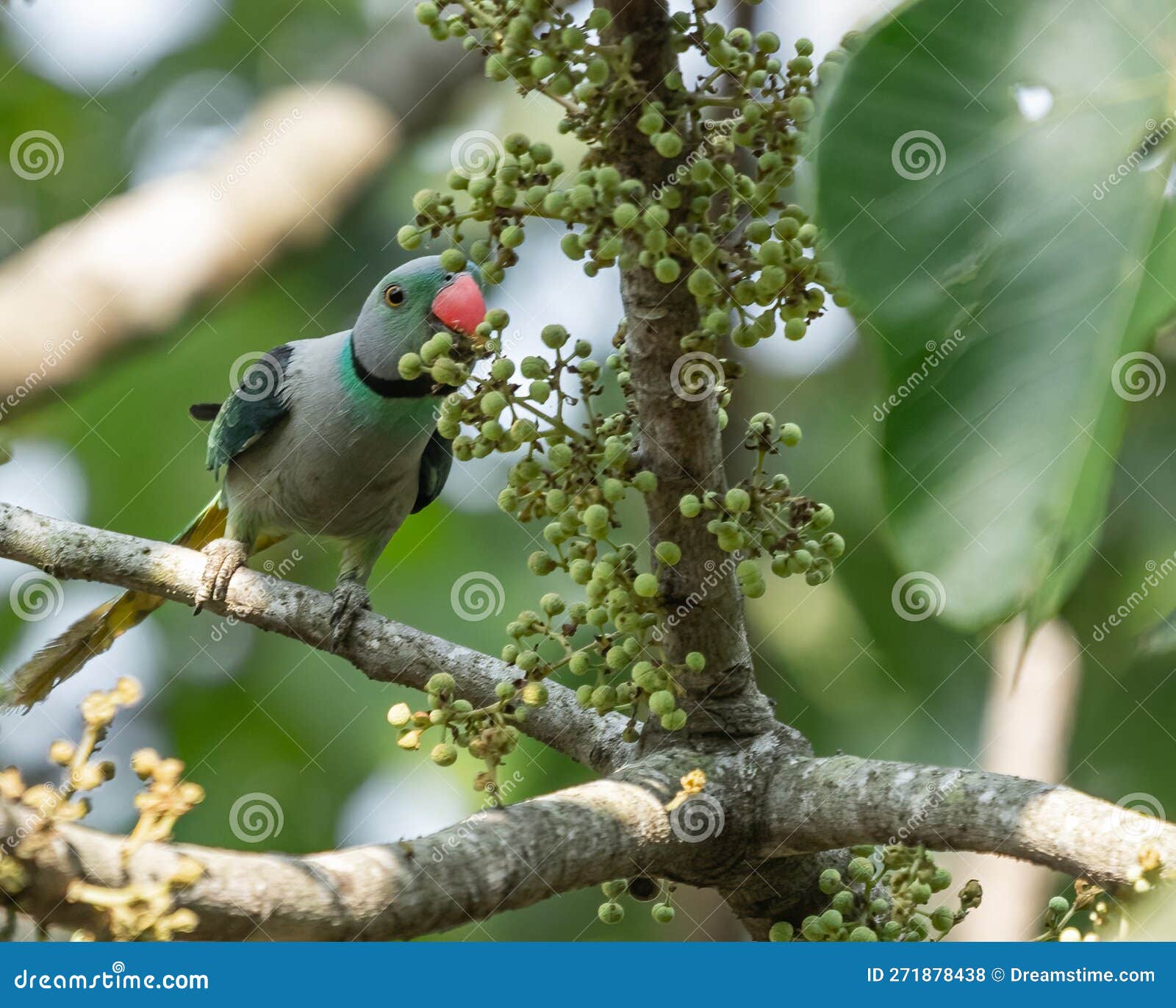 A Blue Winged Parakeet Having Fruit Stock Photo - Image of exotic ...