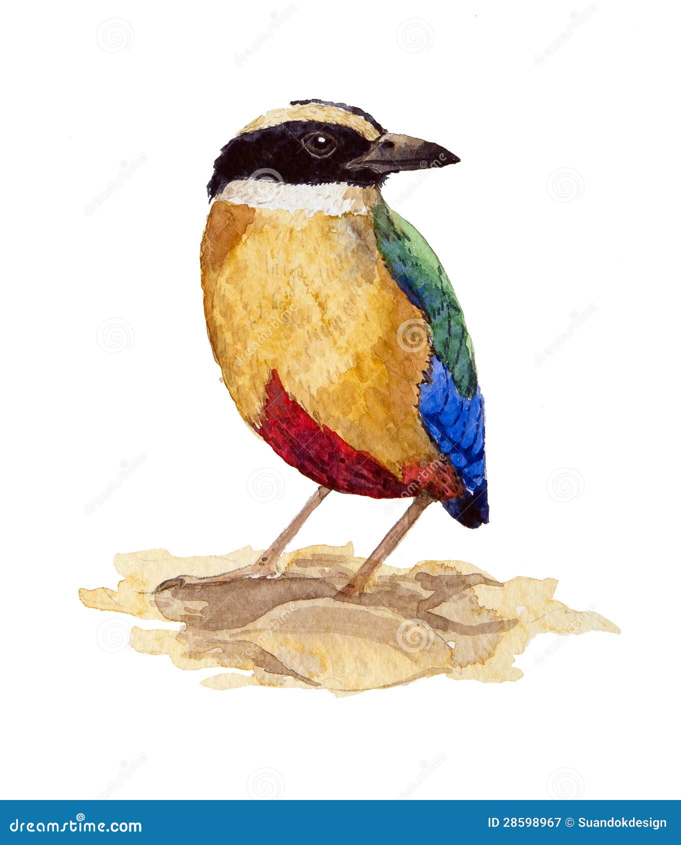 Blue-winged Pitta stock illustration. Illustration of artwork - 28598967