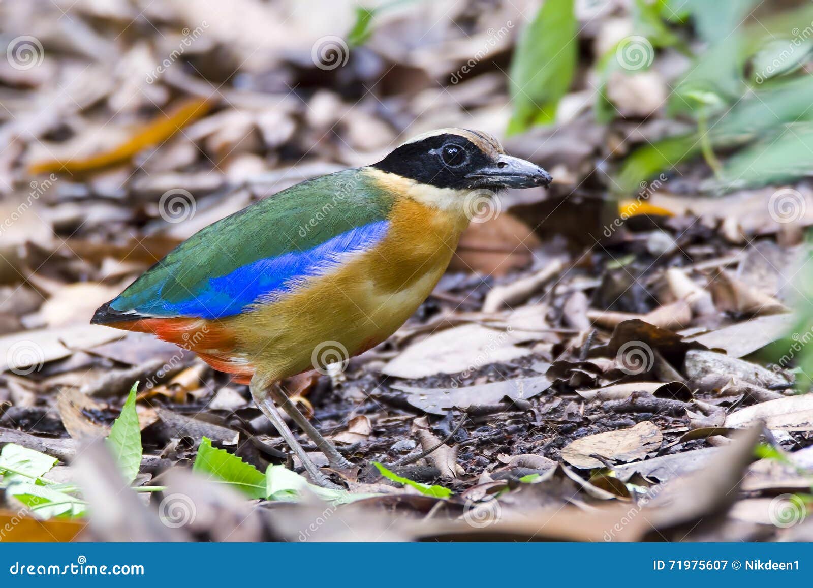 Blue winged pitta stock image. Image of earthworm, moluccensis - 71975607