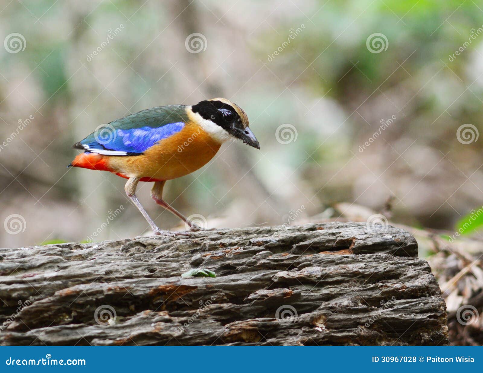 Blue winged pitta stock photo. Image of winged, pitta - 30967028