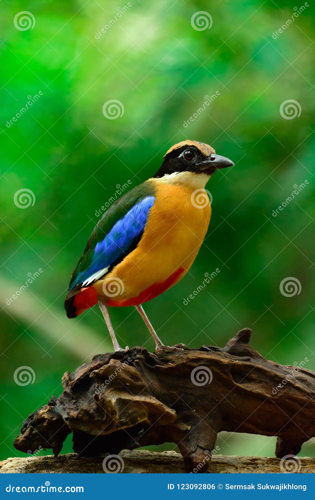 Blue-winged Pitta Or Pitta Moluccensis. Stock Photo | CartoonDealer.com ...