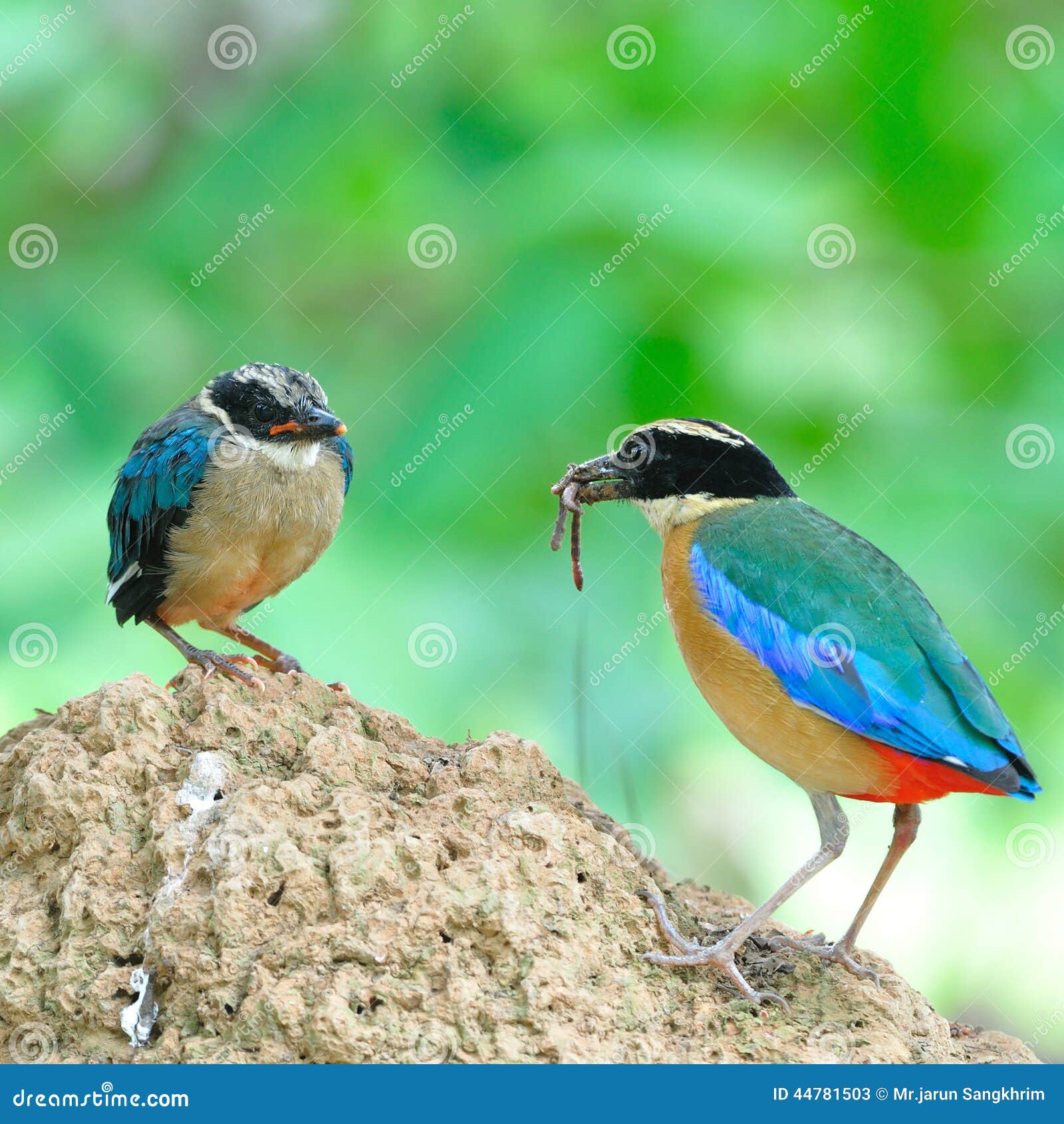 Blue-winged Pitta stock image. Image of mother, model - 44781503