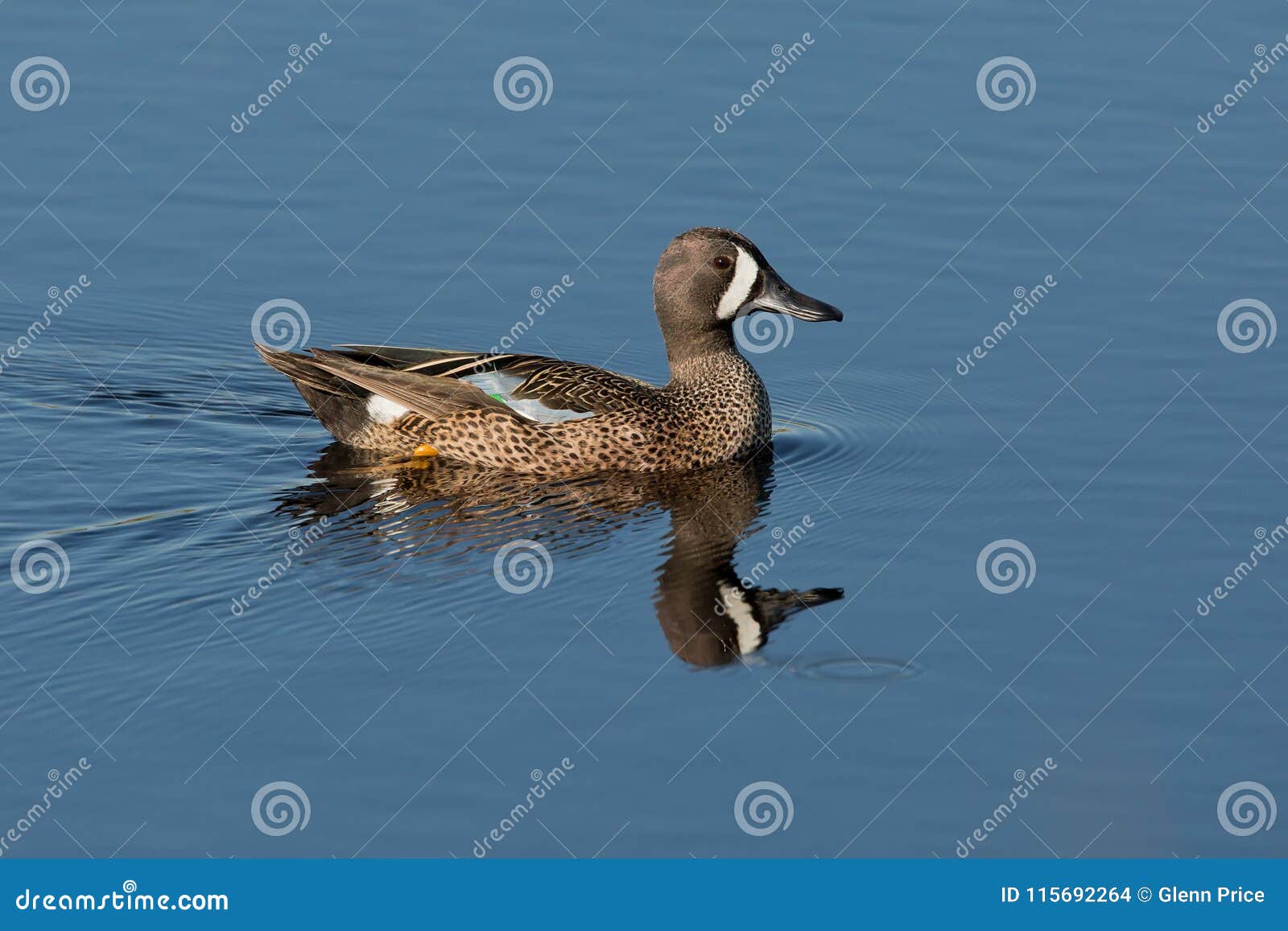 Blue-winged Teal Drake stock photo. Image of bird, drake - 115692264