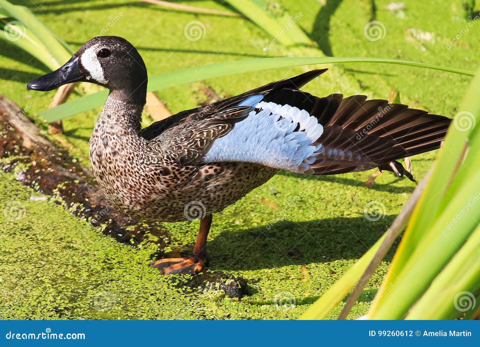 A Blue-winged Teal Duck Stretching it`s Wing Stock Photo - Image of ...