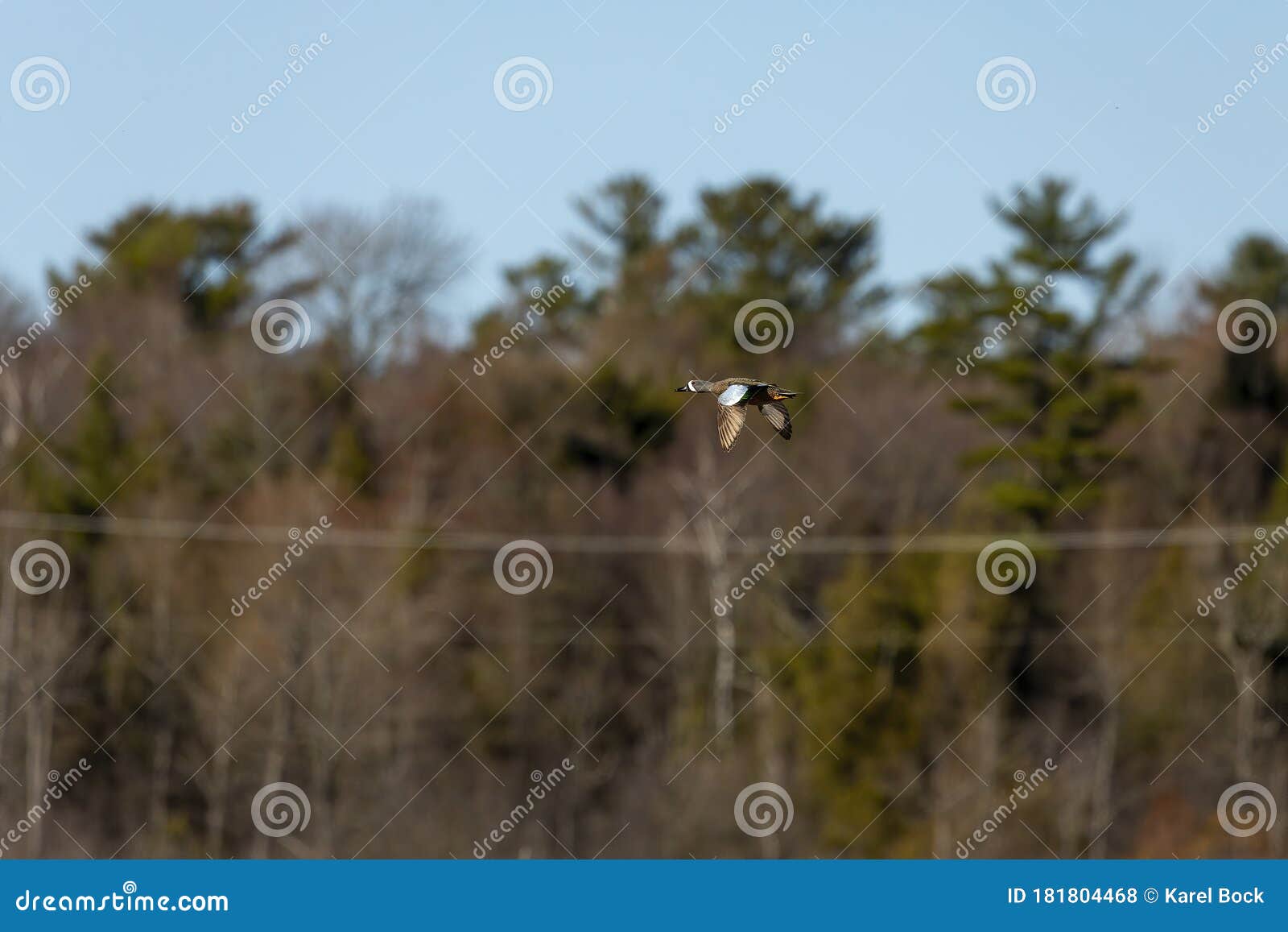 Blue winged teal in flight stock photo. Image of landscape - 181804468