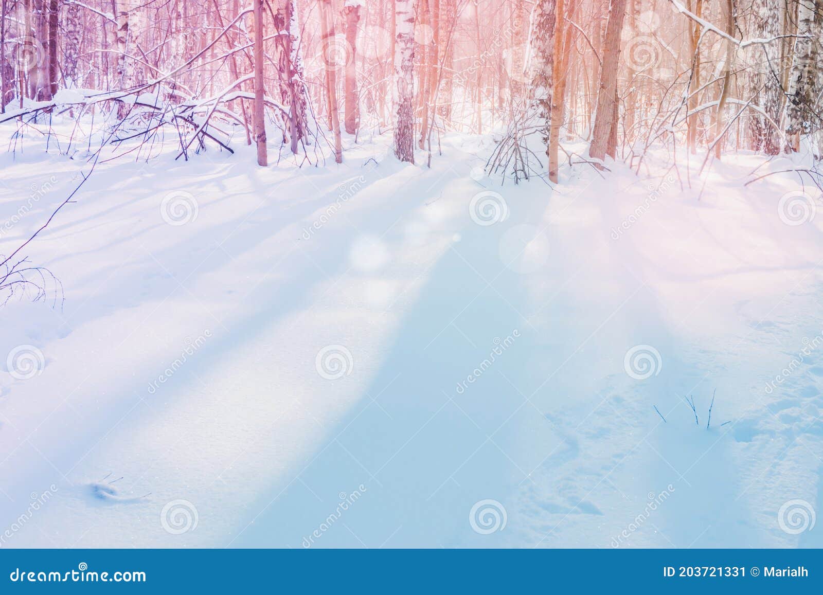 Blue Winter Forest Landscape Stock Image - Image of season, branch ...