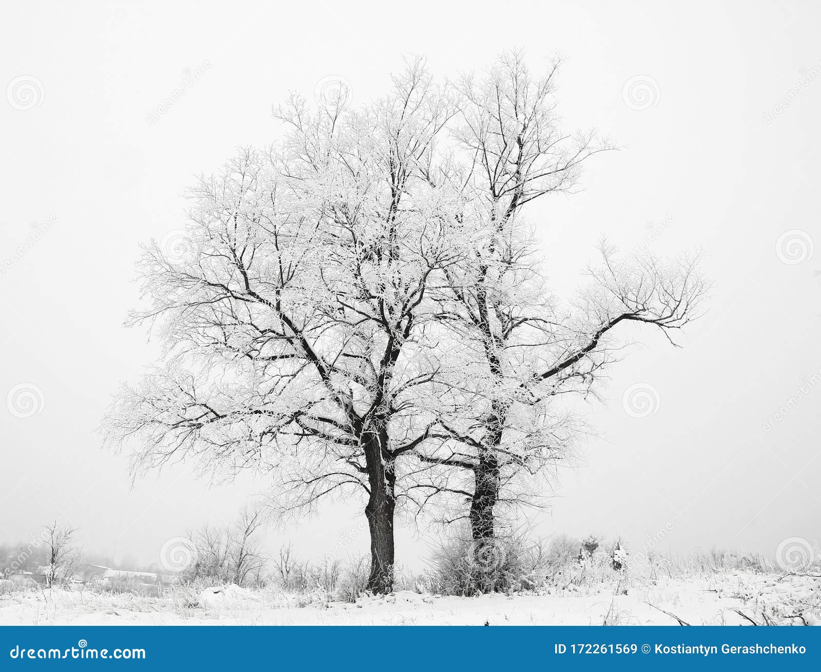 Blue winter forest trees stock image. Image of diminishing - 172261569