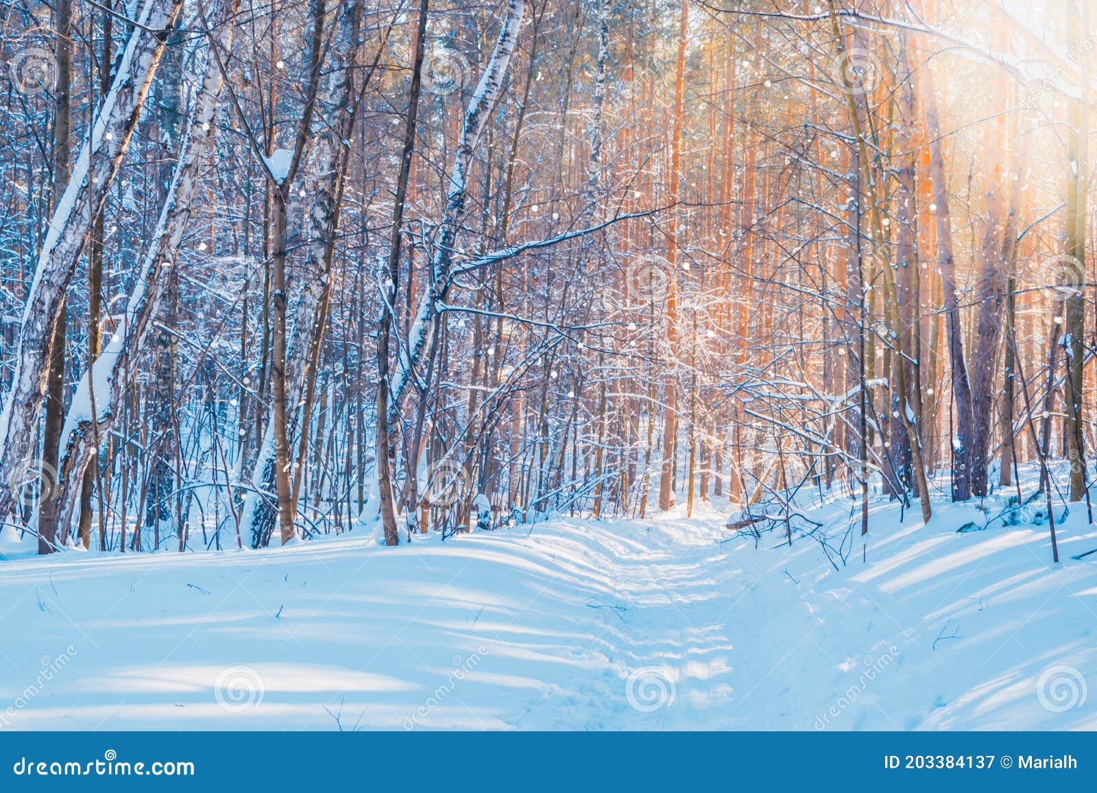 Blue Winter Landscape Forest Stock Image - Image of frost, season ...