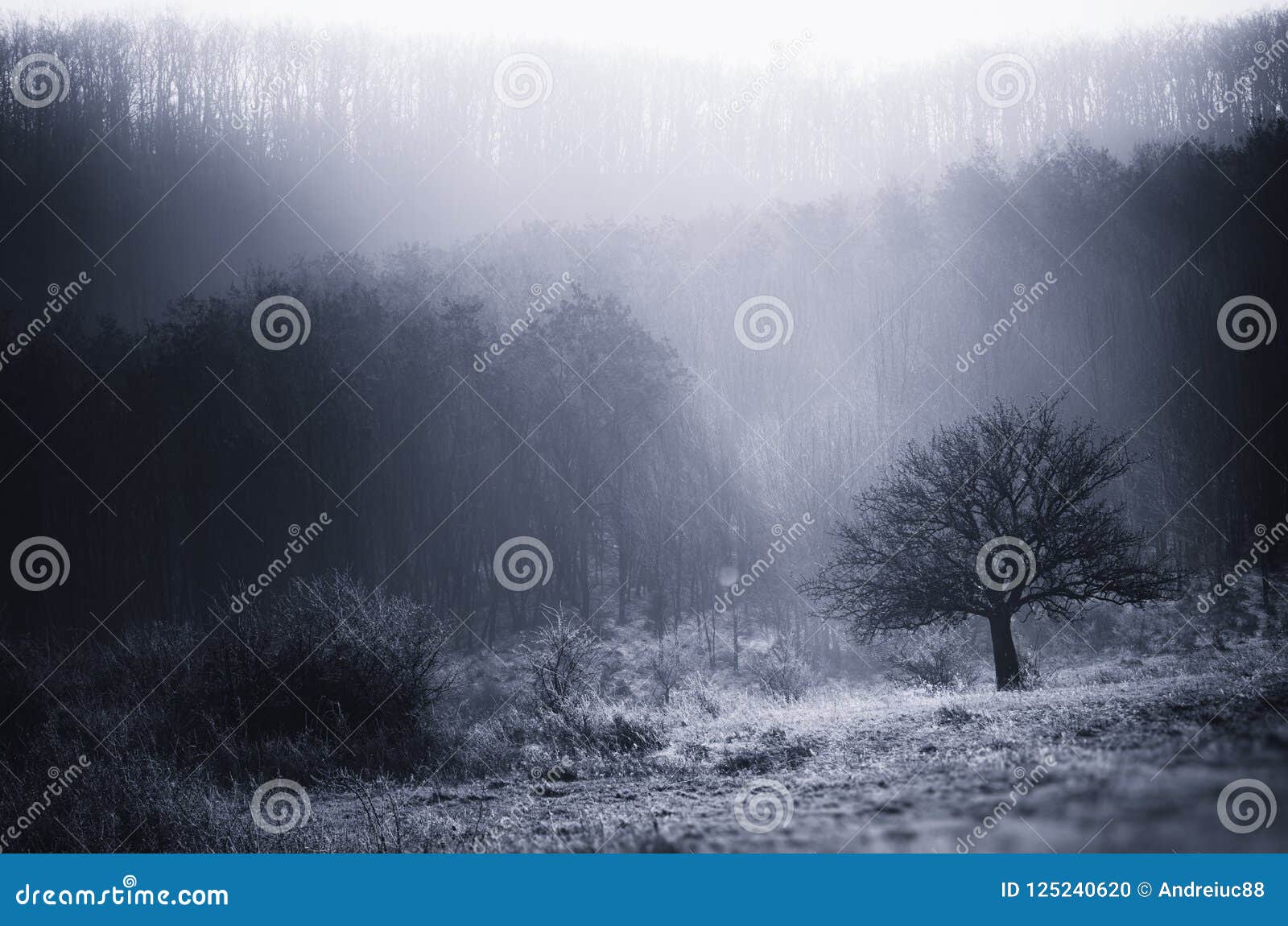 Blue Winter Morning with Mist and Tree Stock Photo - Image of outdoors ...