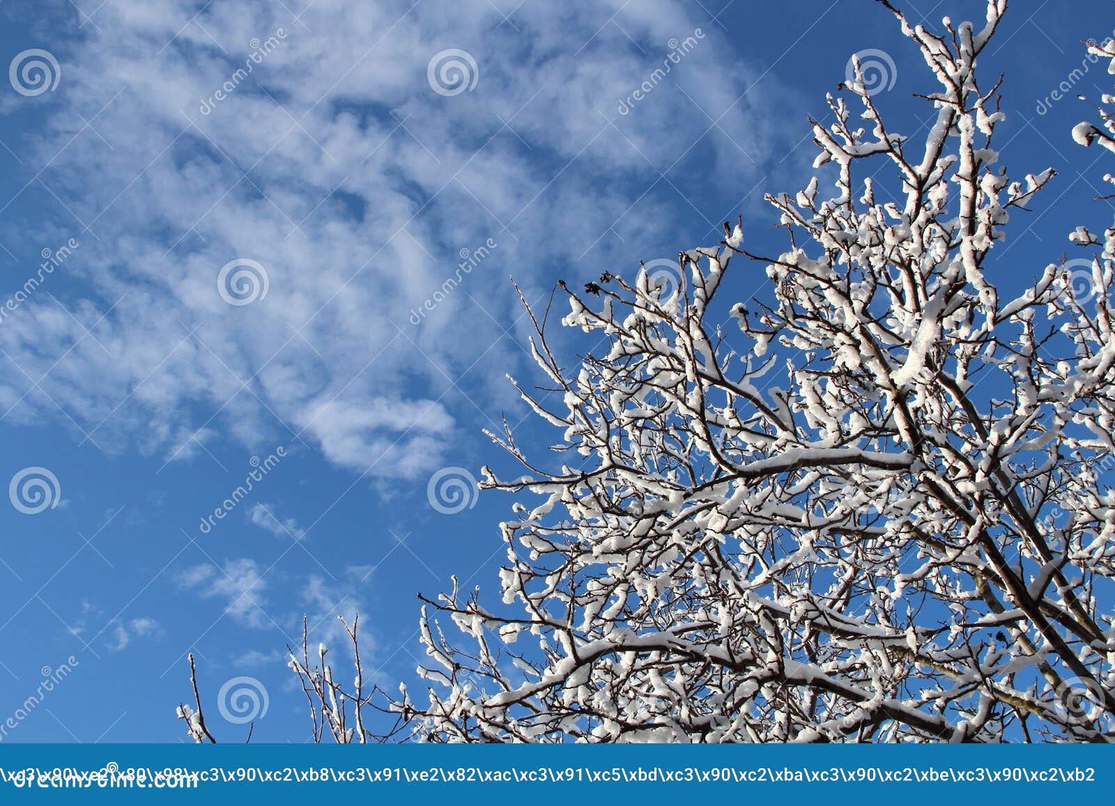 The blue winter sky stock image. Image of blue, tree - 53239313