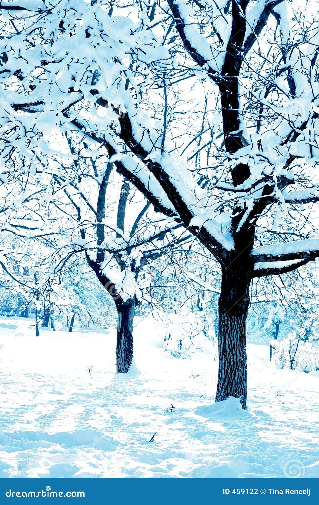 Blue Winter Trees stock photo. Image of color, forest, adventure - 459122