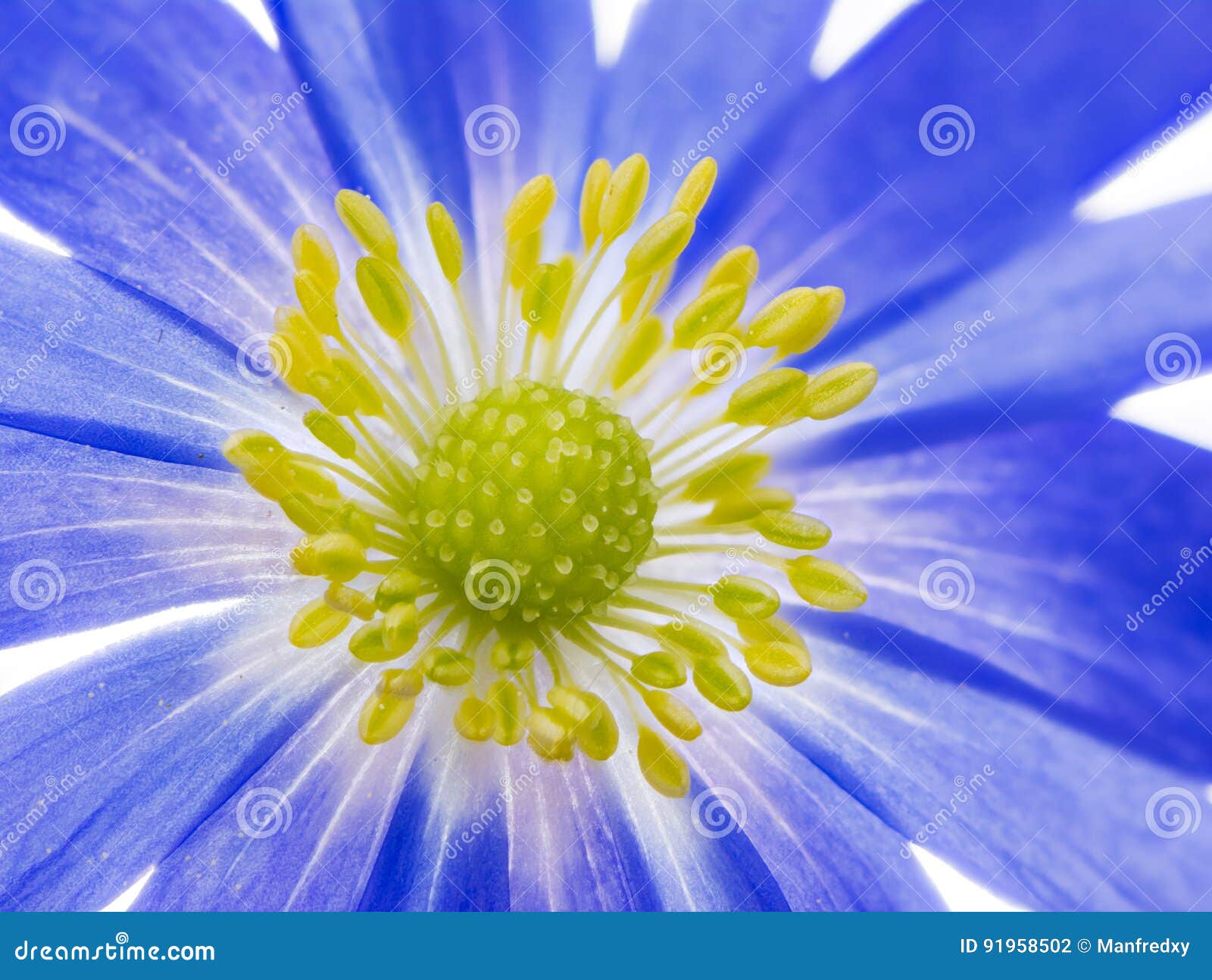 Blue Winter Windflower Anemone Blanda Stock Photo - Image of petals ...