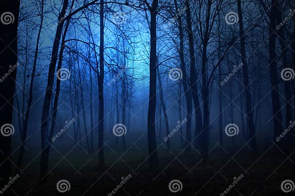 Blue Woods stock image. Image of scary, evil, place, mysterious - 2768389
