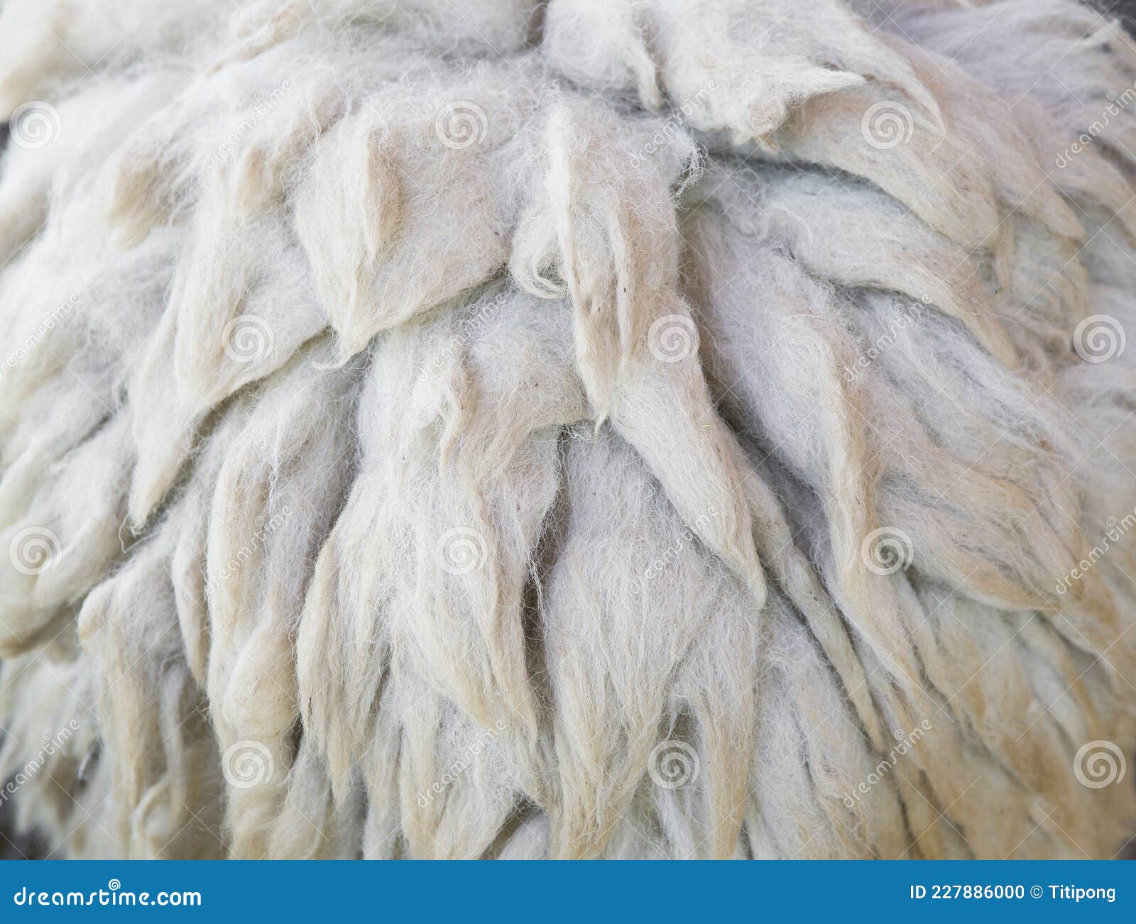 Fleece in the farm stock photo. Image of sheep, detail - 227886000