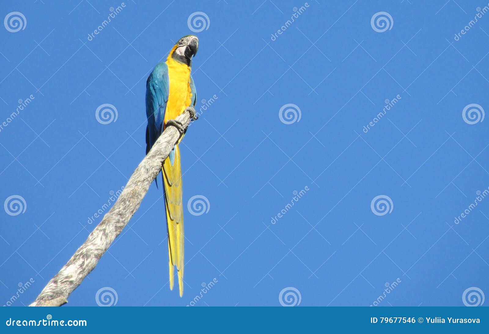 Blue-yellow ara parrot stock photo. Image of bright, coconut - 79677546