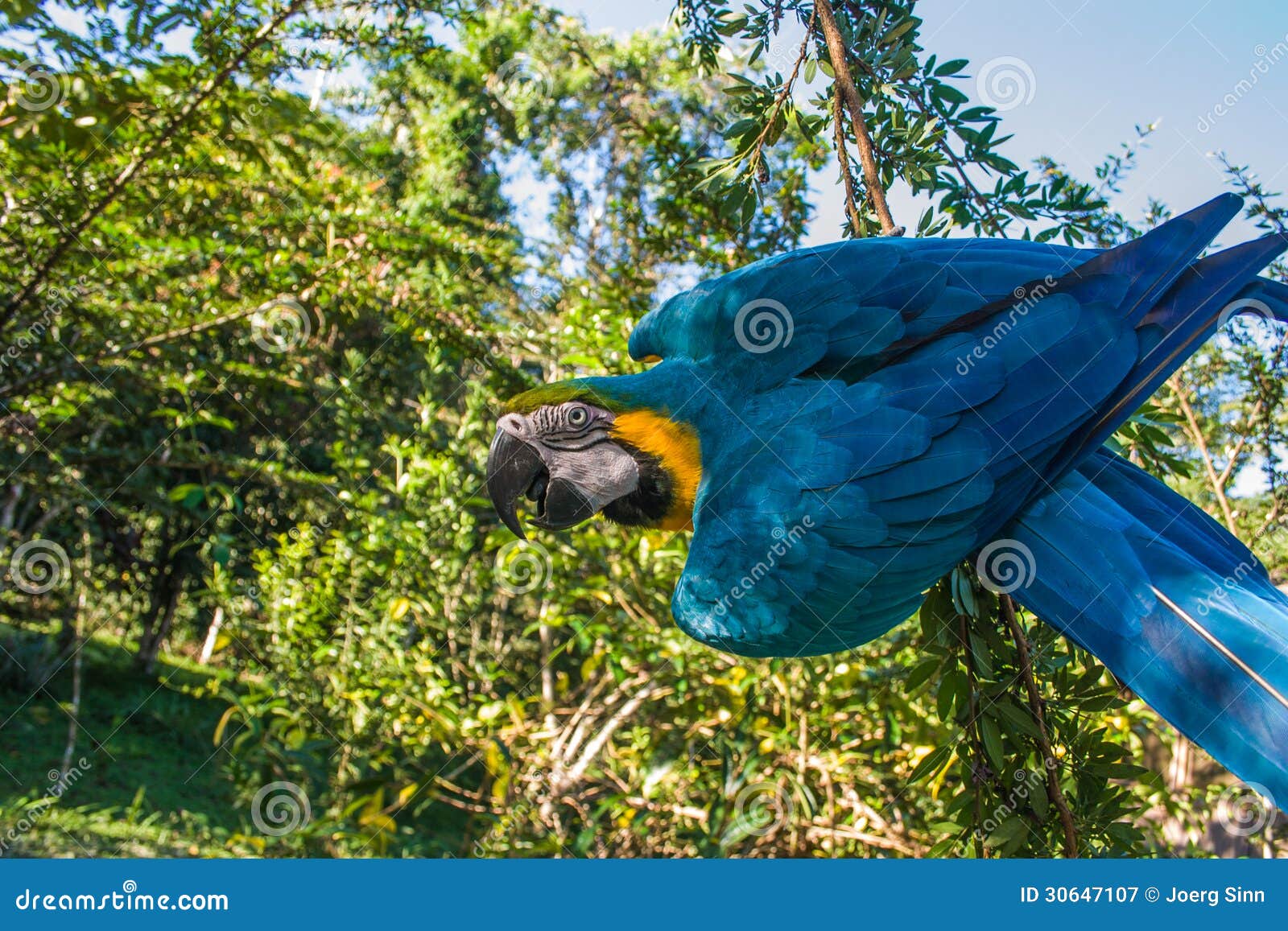 Blue and yellow Ara stock image. Image of beak, closeup - 30647107