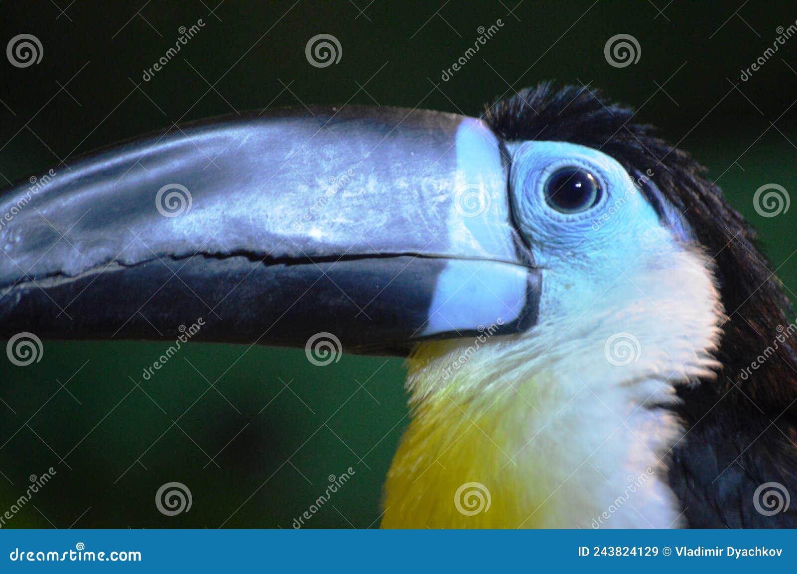 Bird toucan stock image. Image of branch, color, costa - 243824129