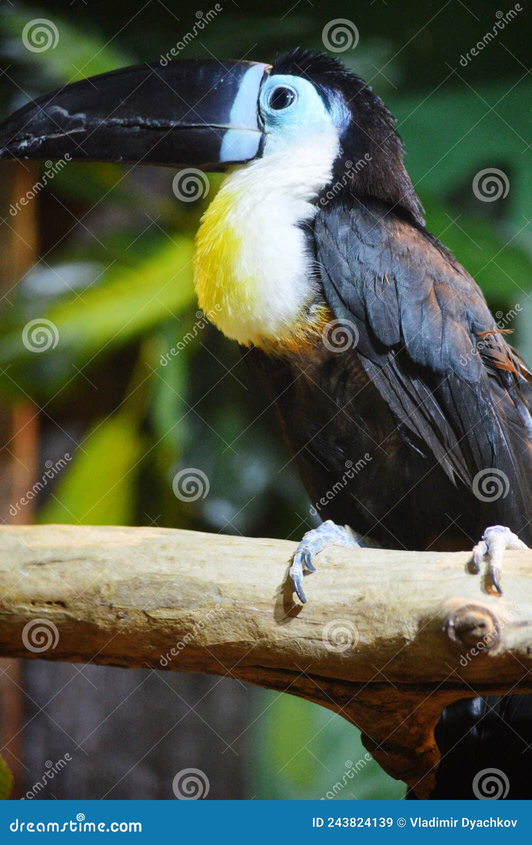 Bird toucan stock image. Image of head, forest, plumage - 243824139