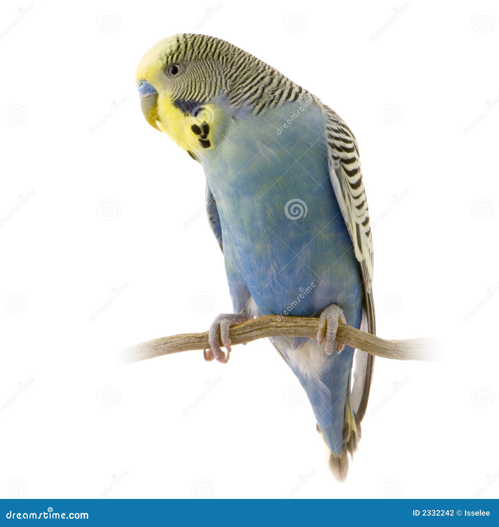 Blue And Green Parakeet