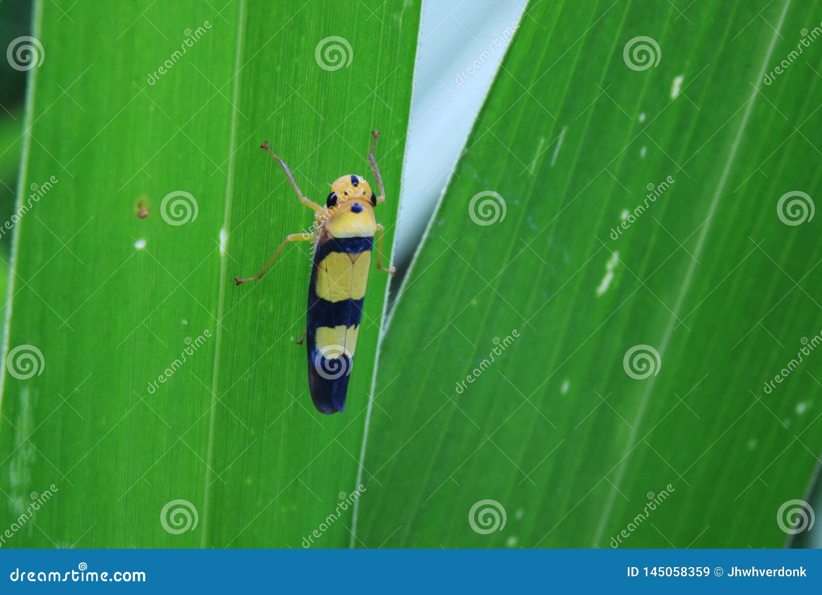 A Blue and Yellow Bug - Graphocephala Versuta - Sitting on the Back of ...
