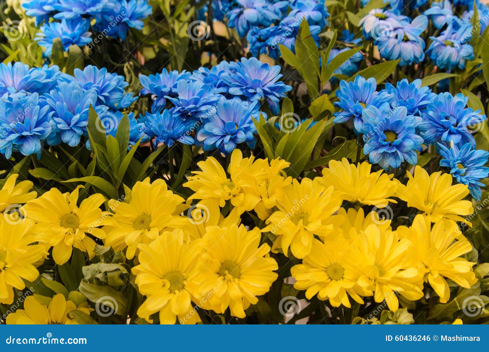 Blue and yellow daisies stock photo. Image of environment - 60436246