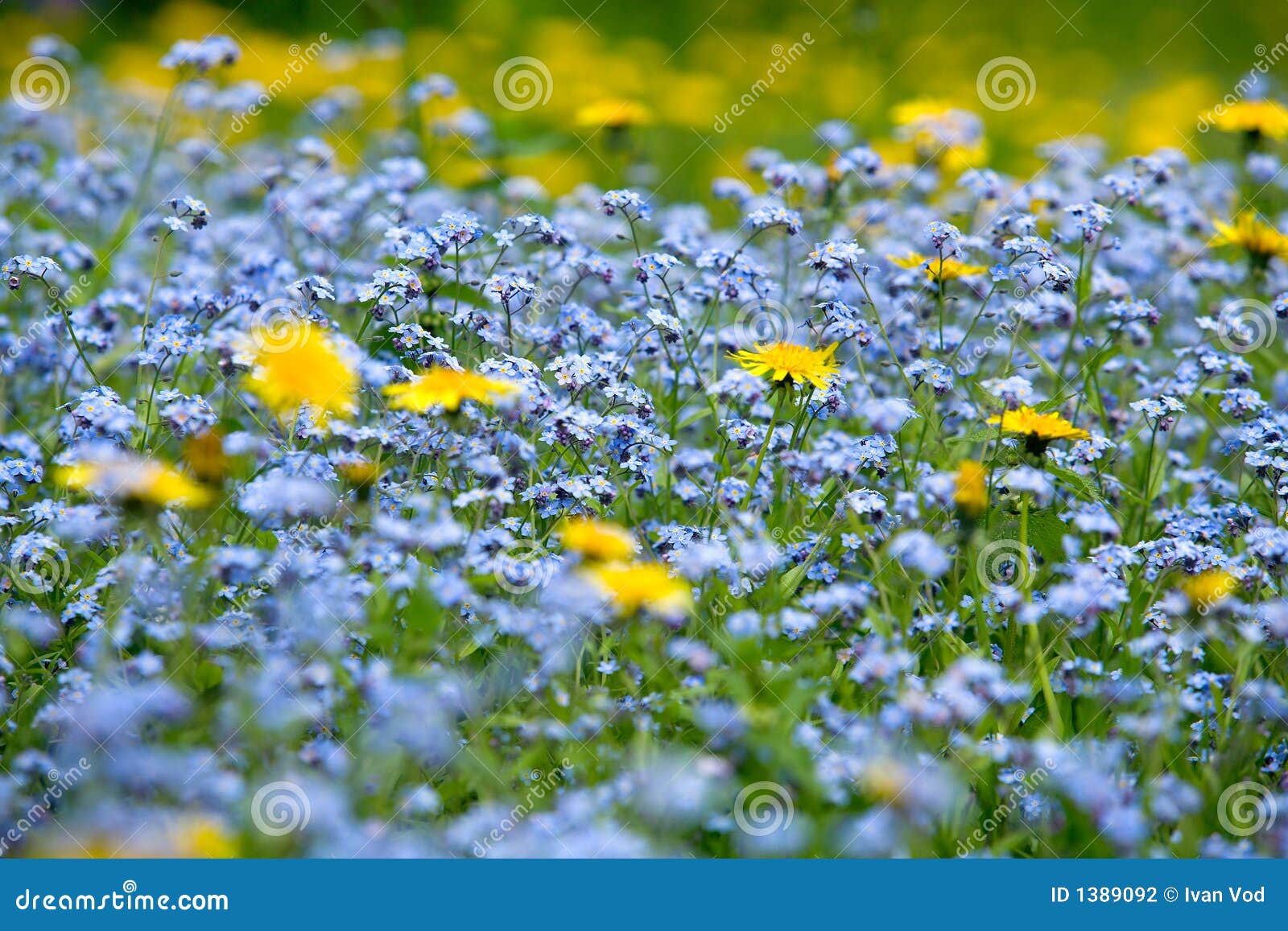 The Blue and Yellow Flowers Stock Photo - Image of nature, vivid: 1389092
