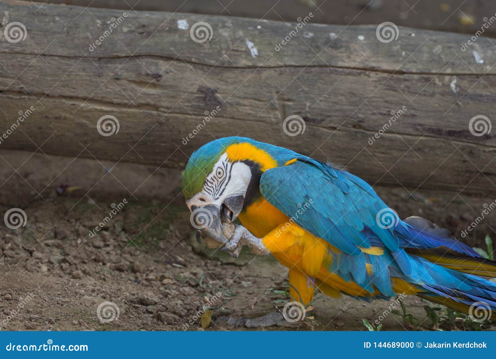Blue and Yellow Gold Macaw Parrot Stock Photo - Image of life, climate ...