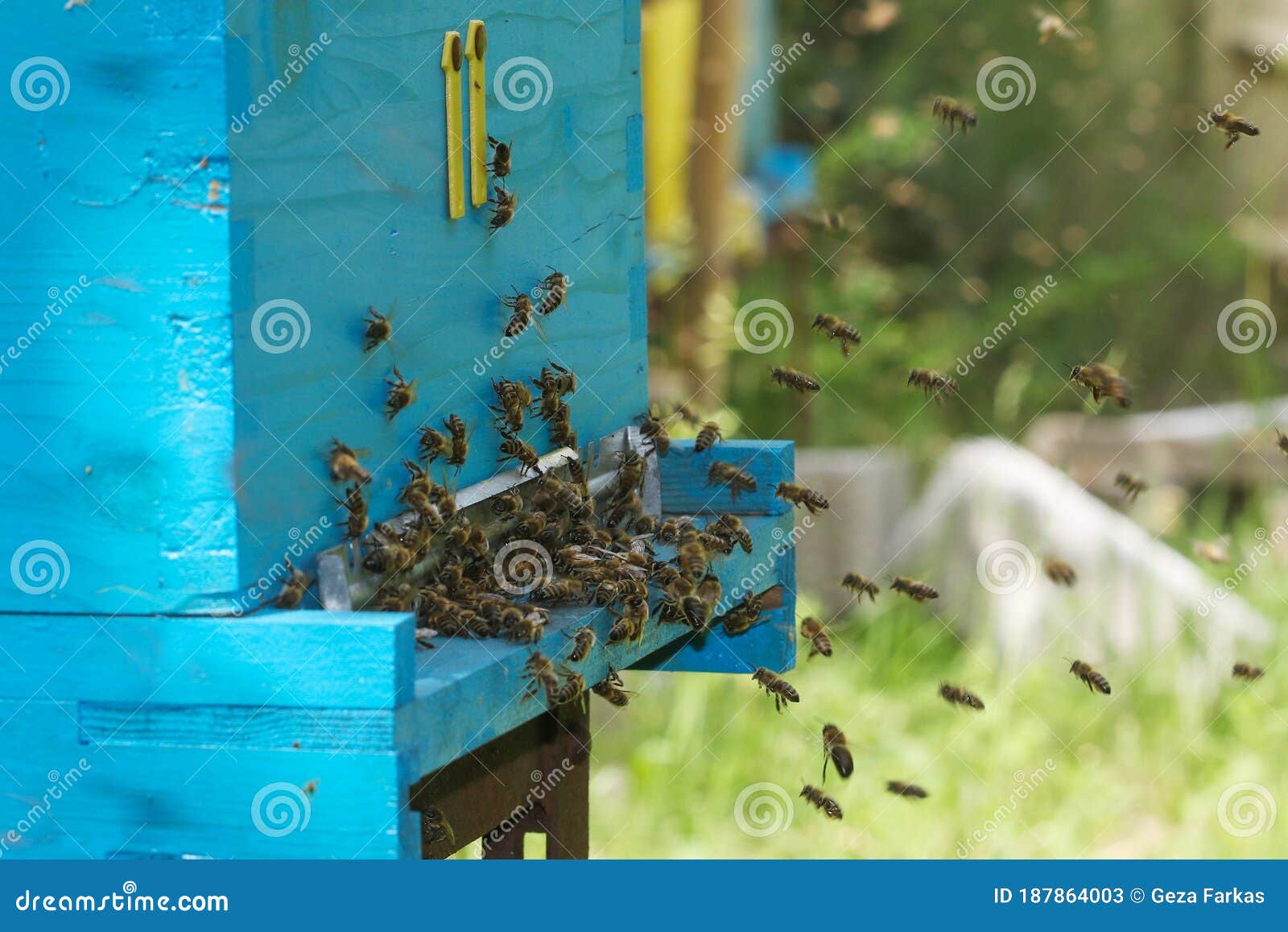 Blue and Yellow Hive with a Swarm of Honey Bees Stock Image - Image of ...