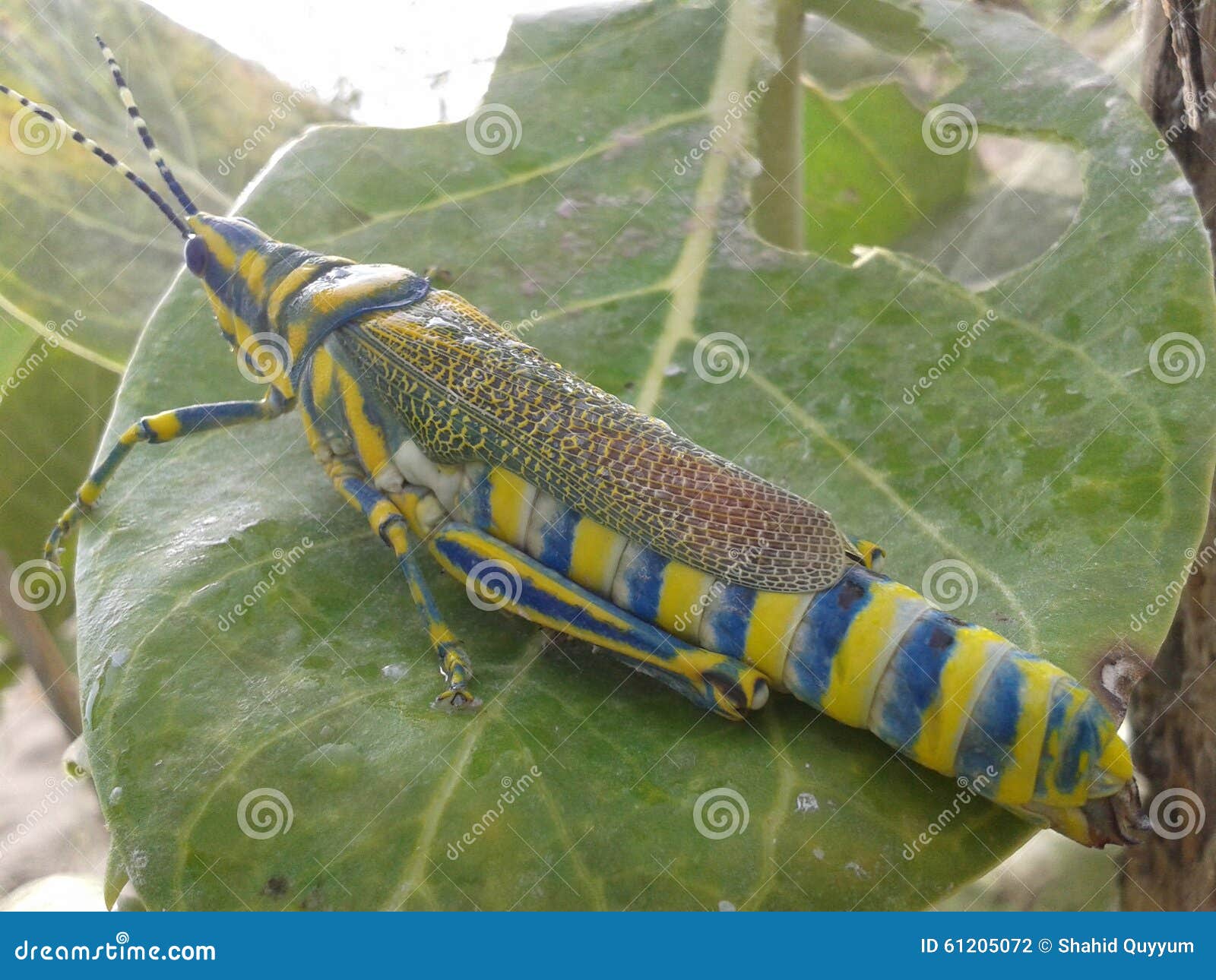 Blue yellow hooper stock photo. Image of beauty, sitting - 61205072