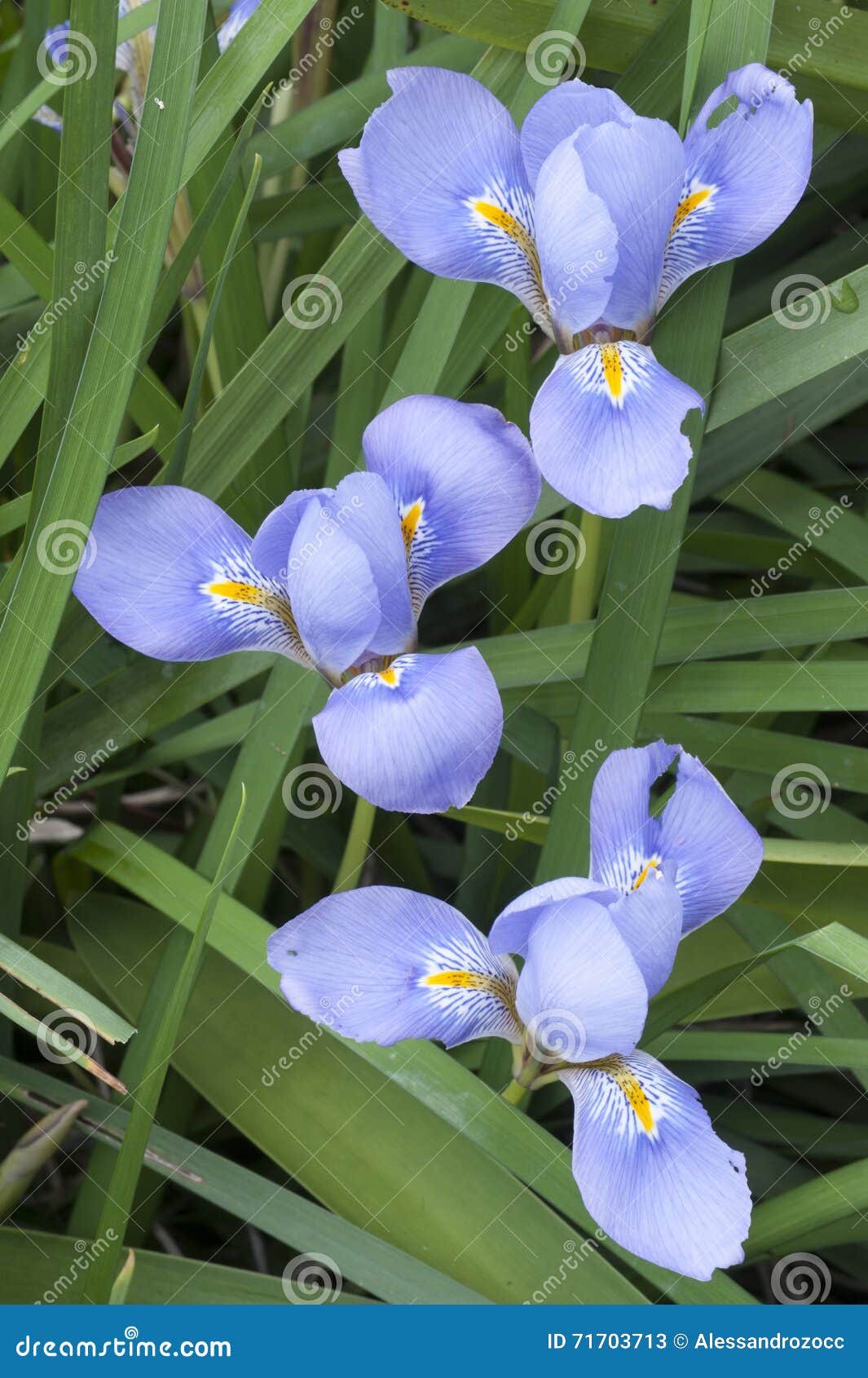 Blue and Yellow Iris Flowers Stock Image - Image of green, close: 71703713