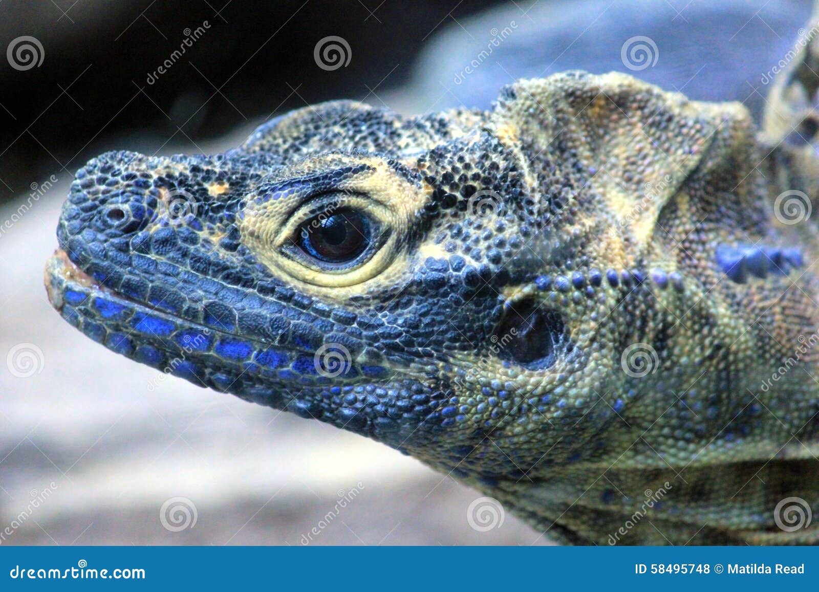 Blue and yellow lizard stock photo. Image of head, bright - 58495748
