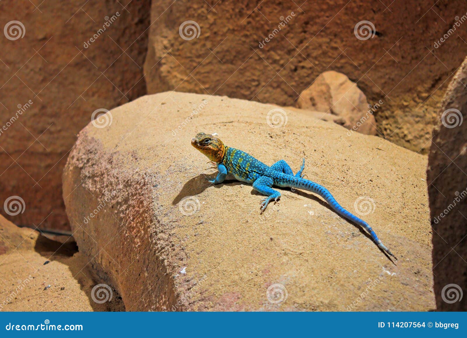 Blue Yellow Lizard on the Stone. Agama. Stock Photo - Image of closeup ...